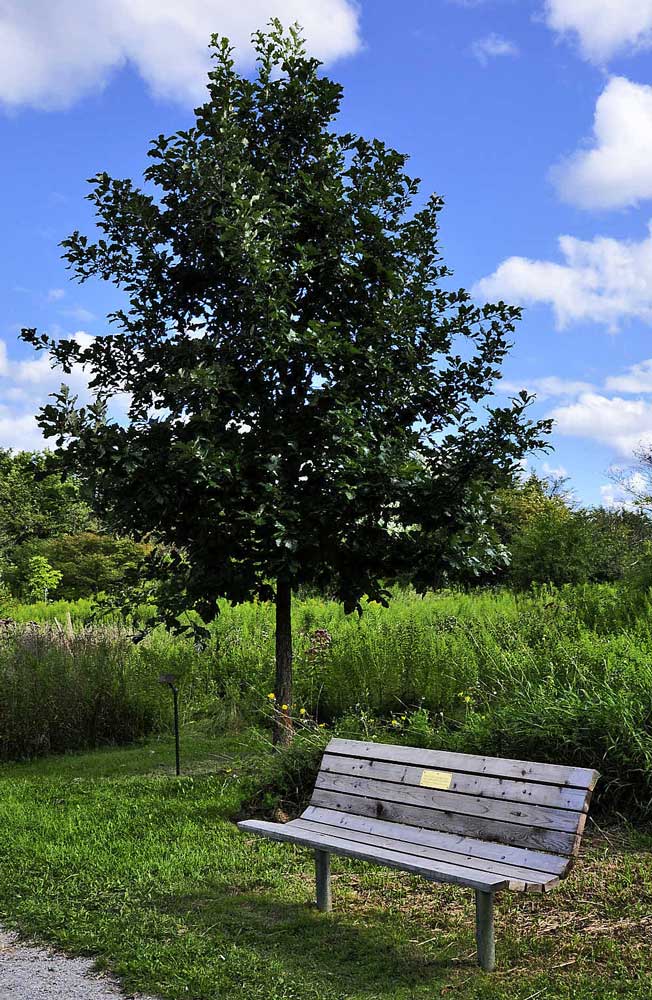Commemorate - Aurora Community Arboretum